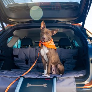 Why Is Subaru So Dog Friendly? Exploring the Bond Between Subaru and ...